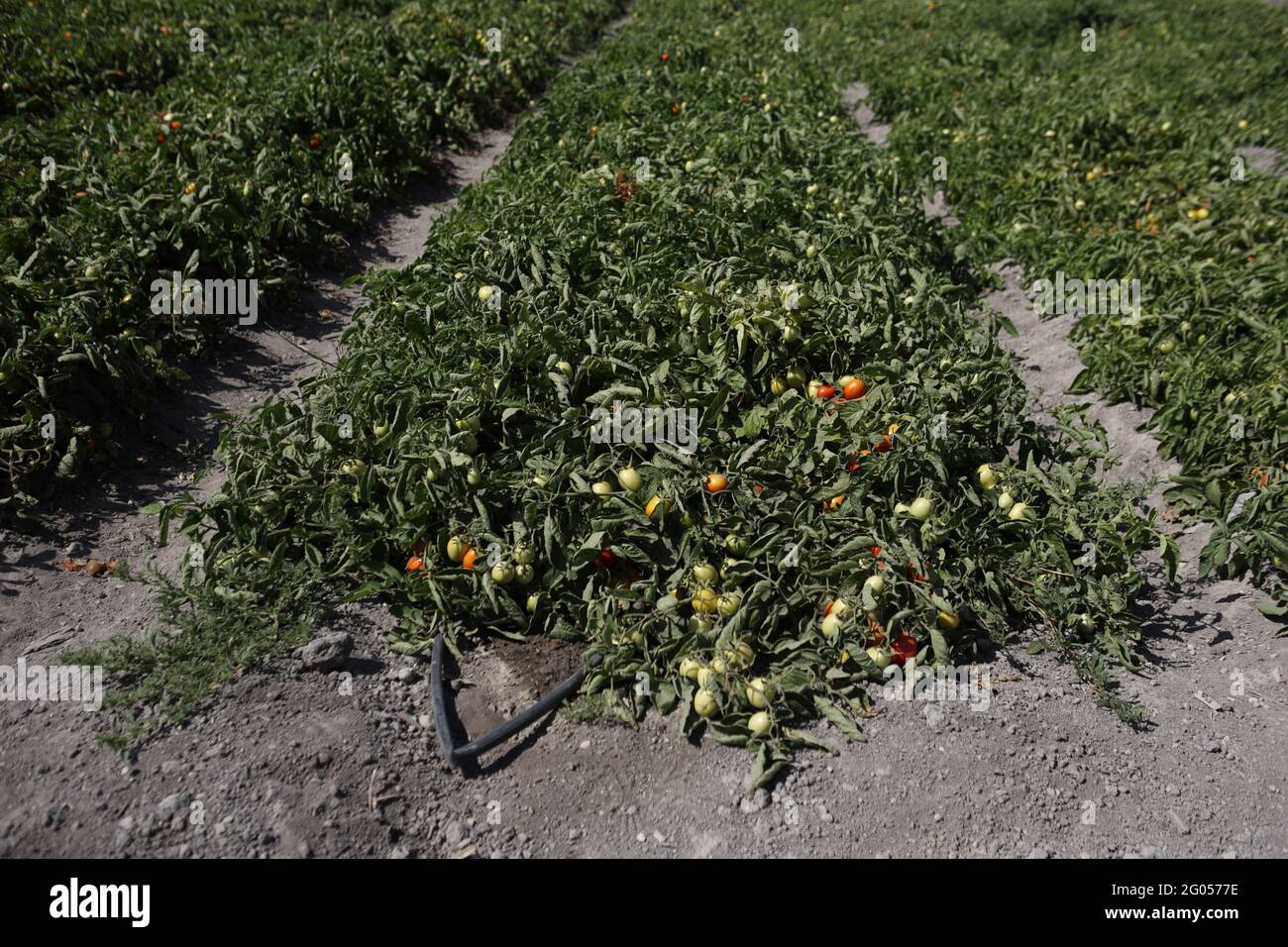 Tomato field, tomatoes lie in the field ready to be picked up, see ...