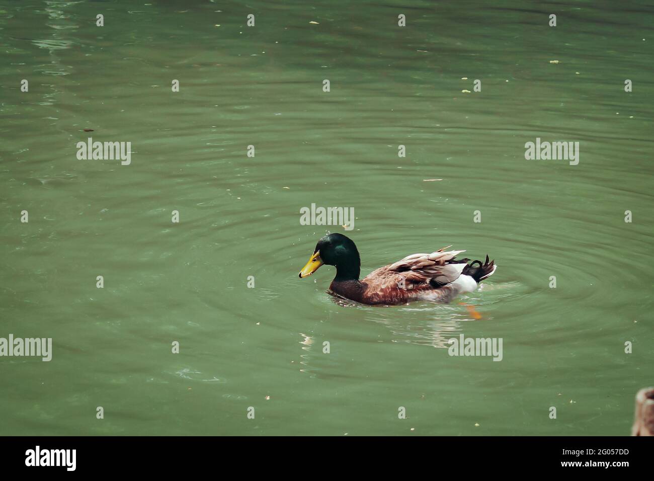 Male duckling hi-res stock photography and images - Alamy