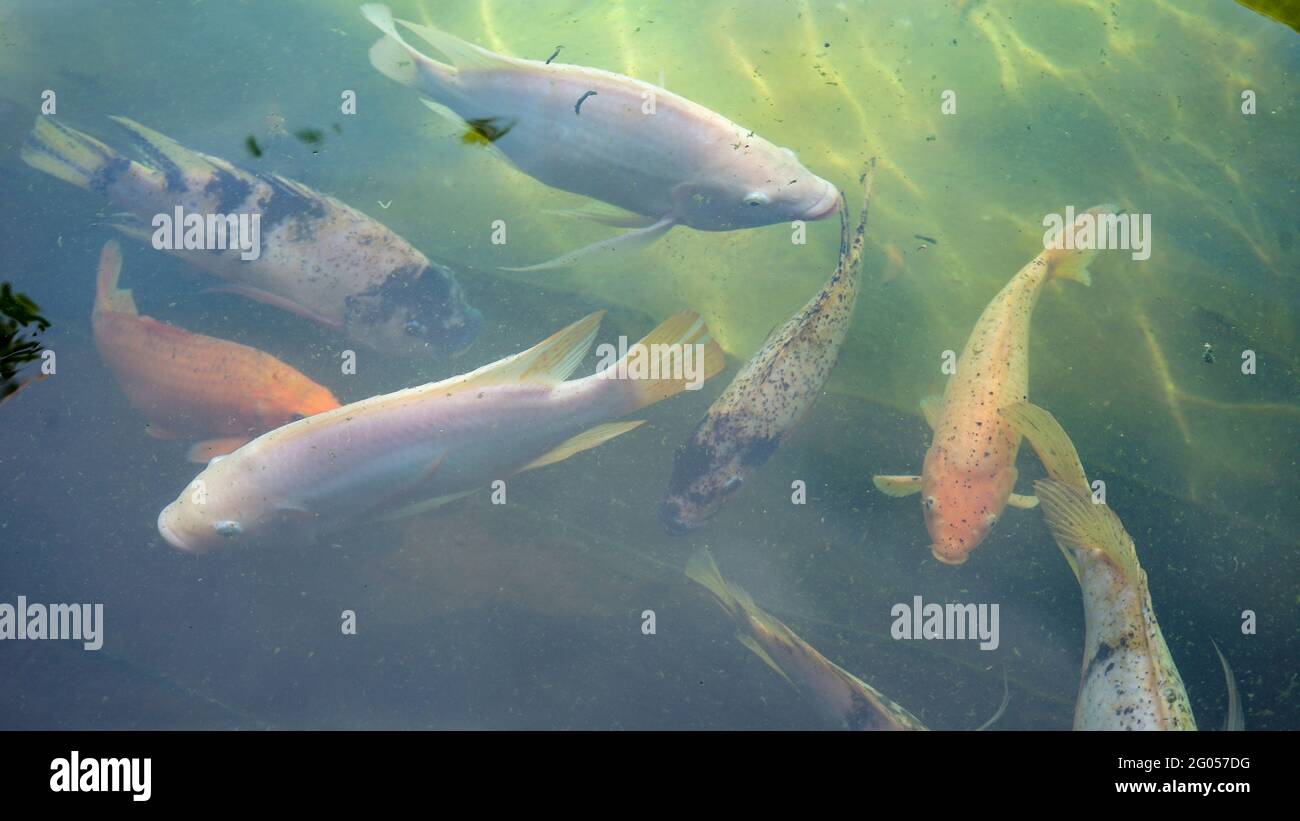 Gold fish aquarium top view hi-res stock photography and images - Alamy