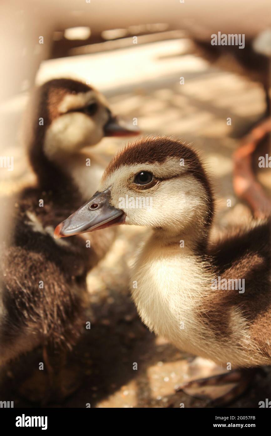 Photography of muscovy ducks, baby muscovy ducks Stock Photo - Alamy