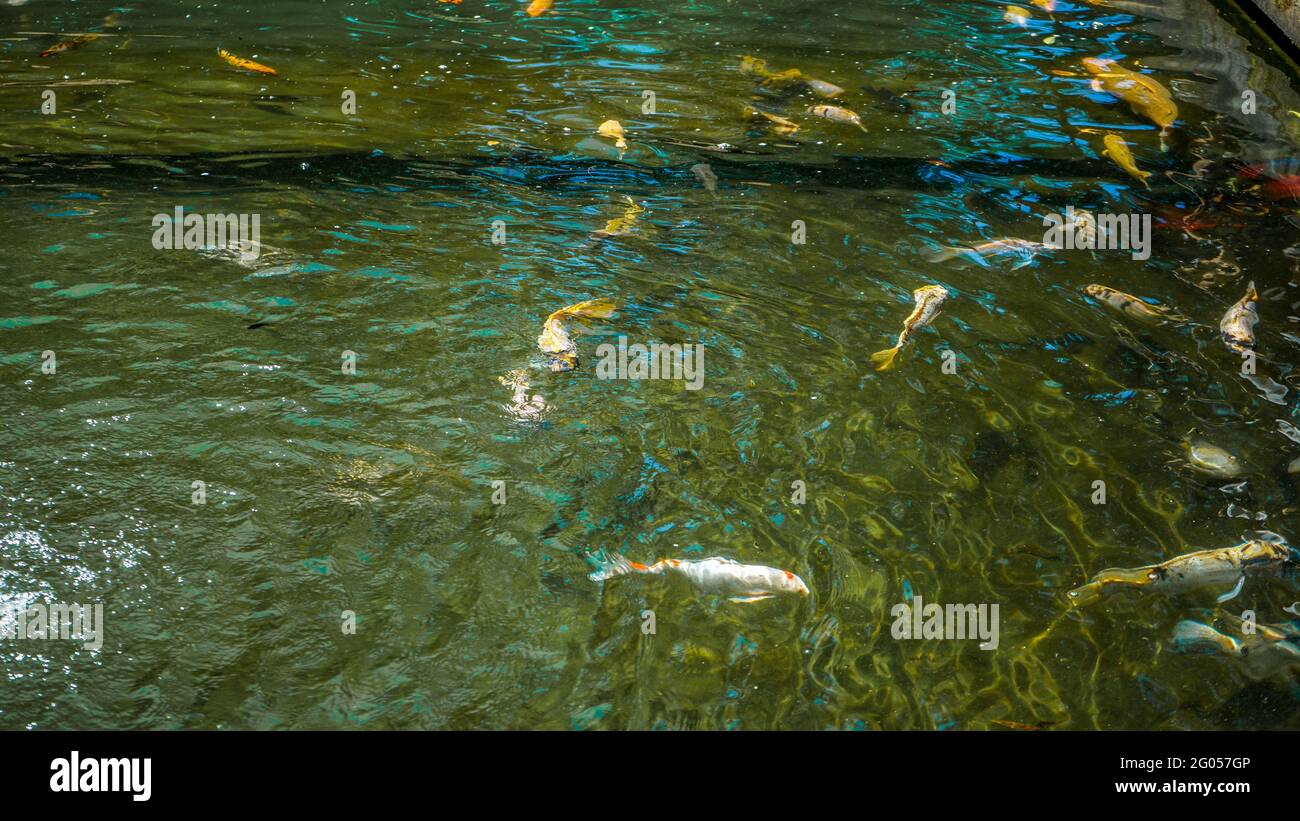 View of fish in fish pond Stock Photo - Alamy