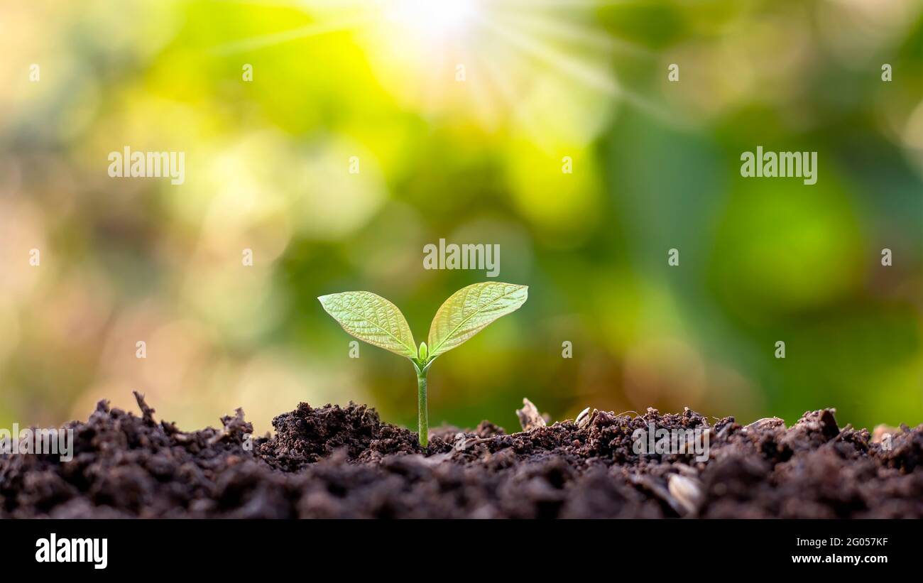 The seedlings are growing from fertile soil and shining morning sun ...