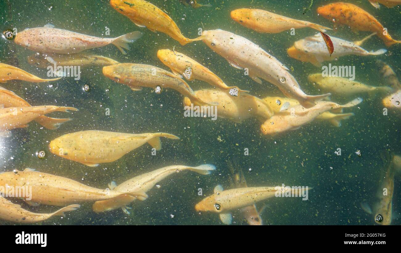 View of fish in fish pond Stock Photo - Alamy