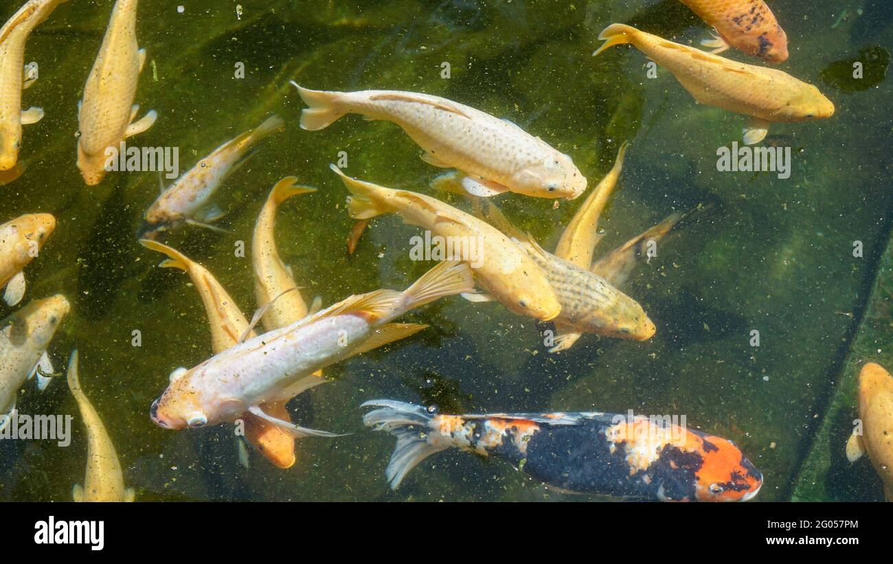 Gold fish aquarium top view hi-res stock photography and images - Alamy