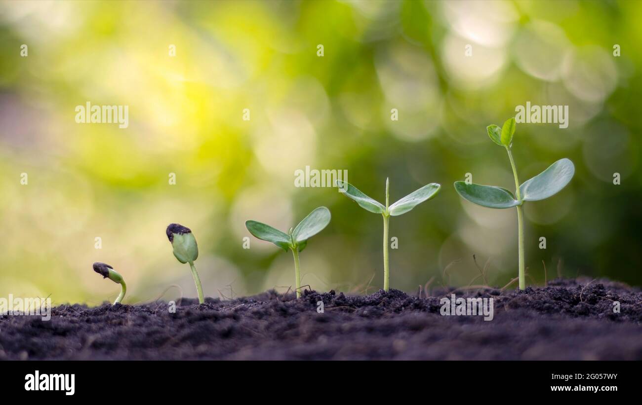 Small trees with green leaves grow naturally, the concept of ...