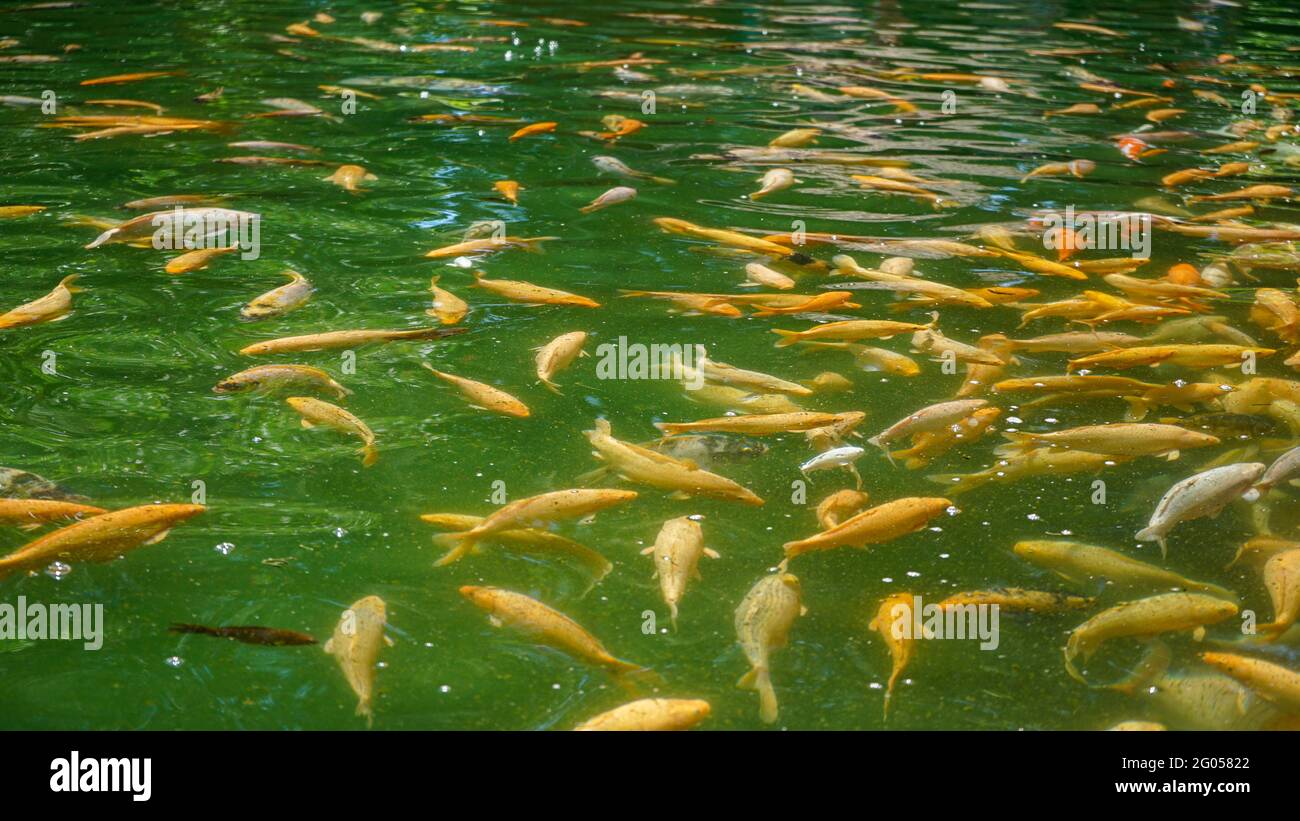 Gold fish aquarium top view hi-res stock photography and images - Alamy