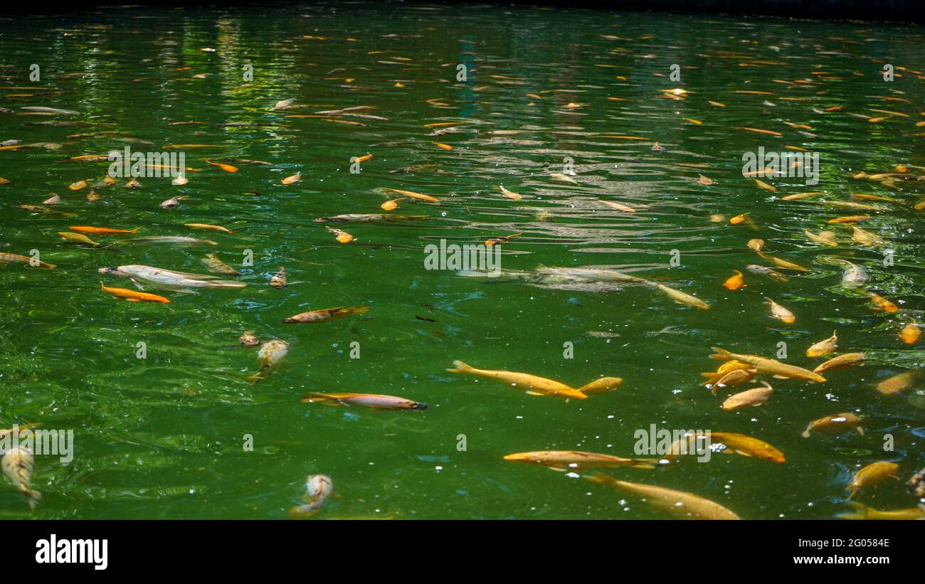 View of fish in fish pond Stock Photo - Alamy