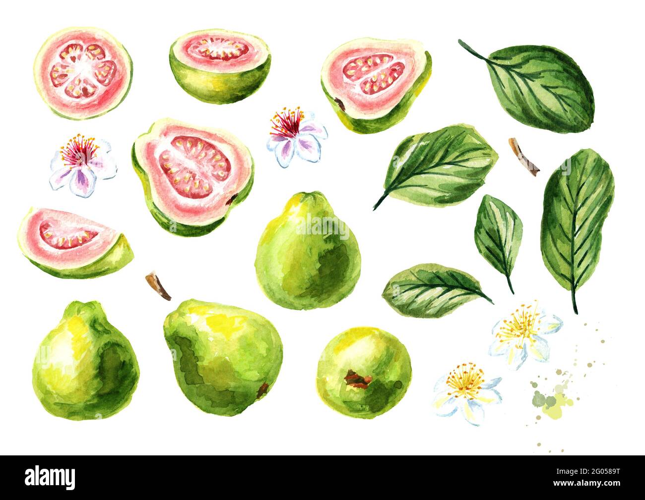 Big guava elements set. Watercolor hand drawn illustration, isolated on ...