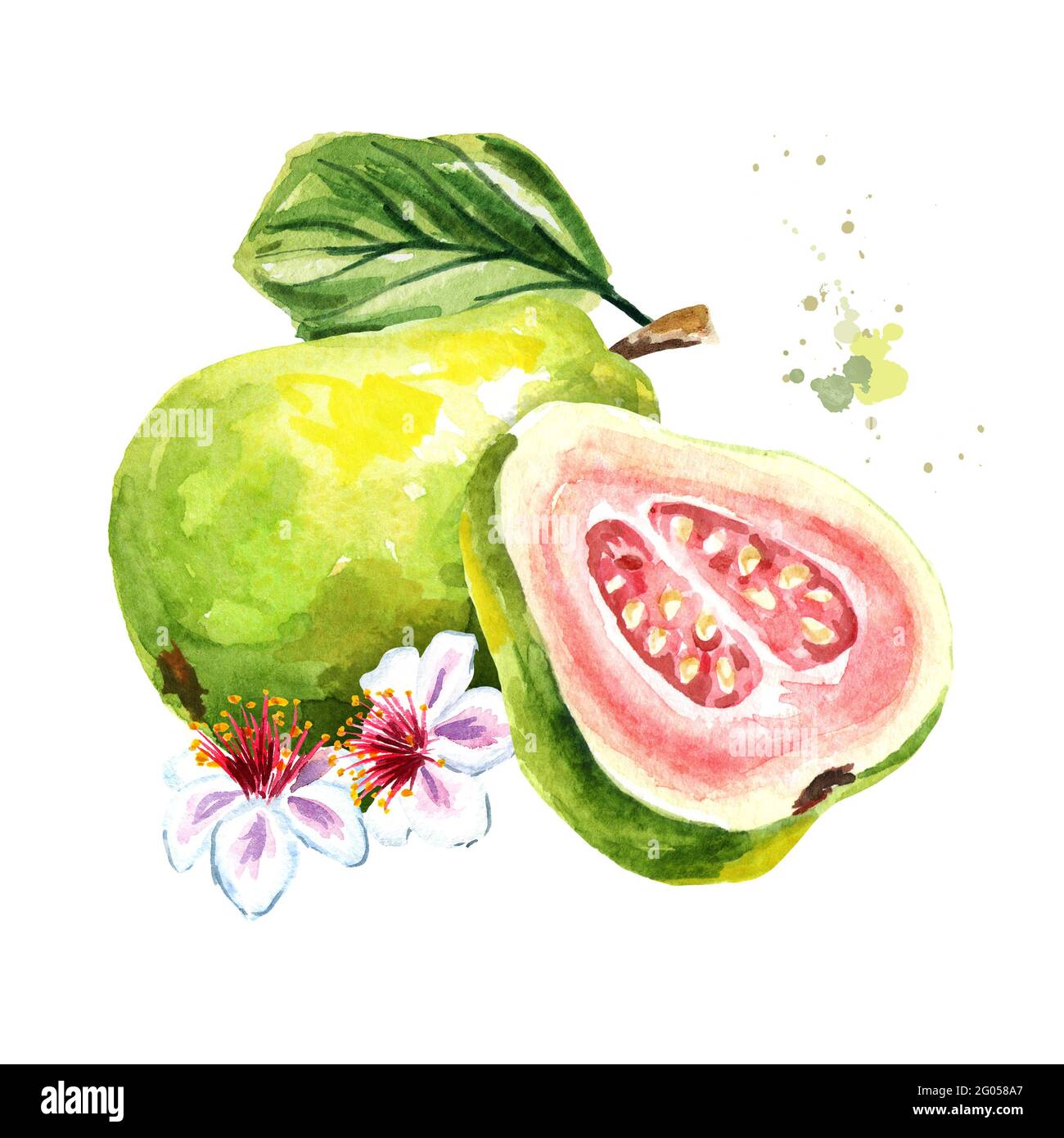 Guava Flower Drawing