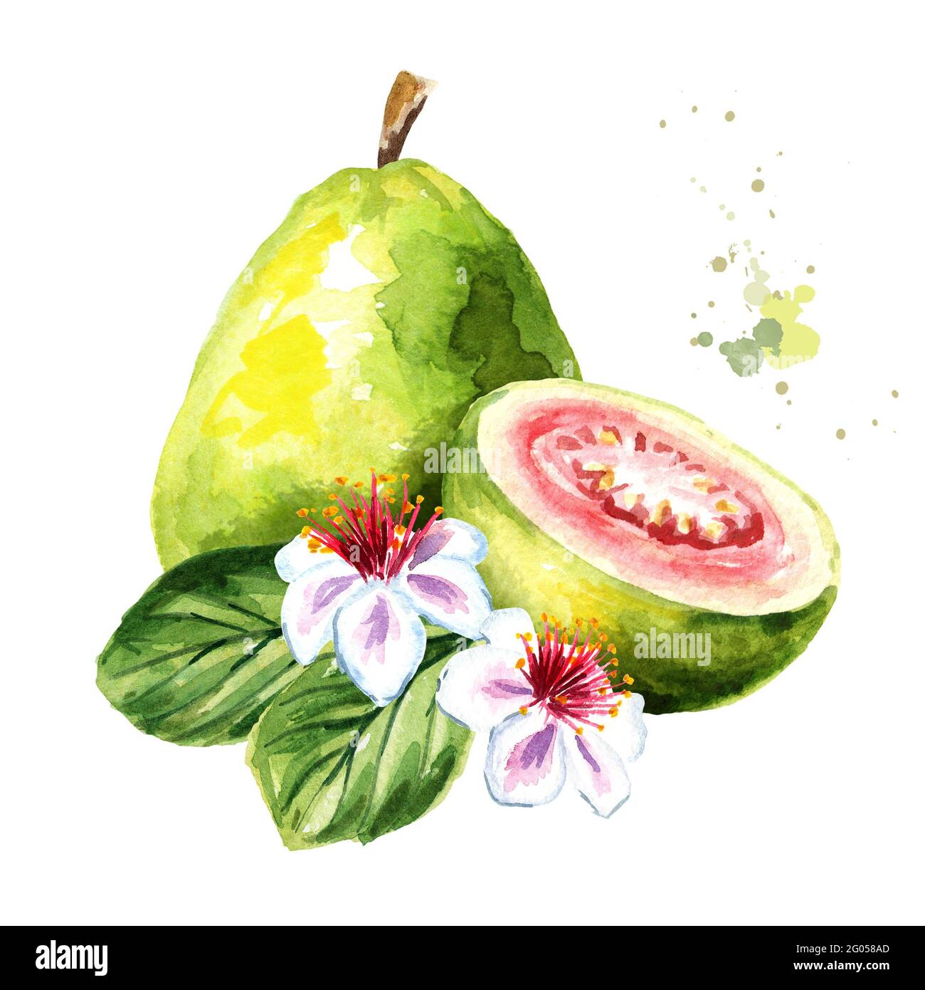 Guava Flower Drawing