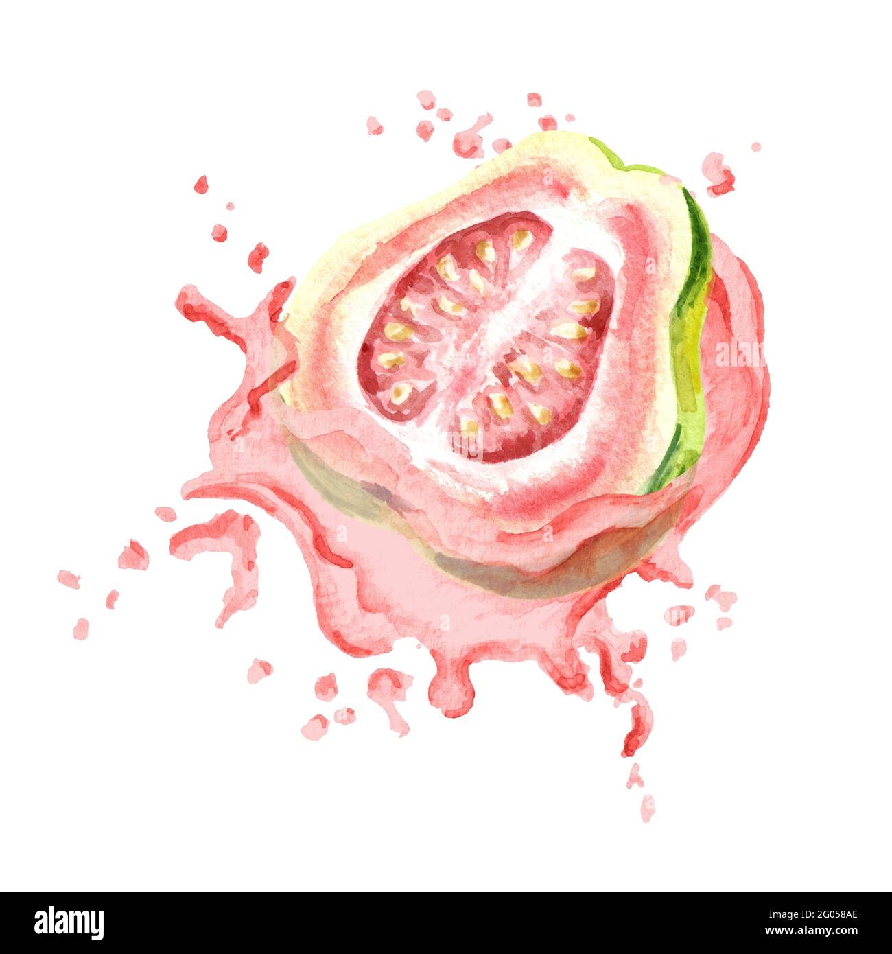 Fresh guava fruit in splash of juice isolated on white background ...