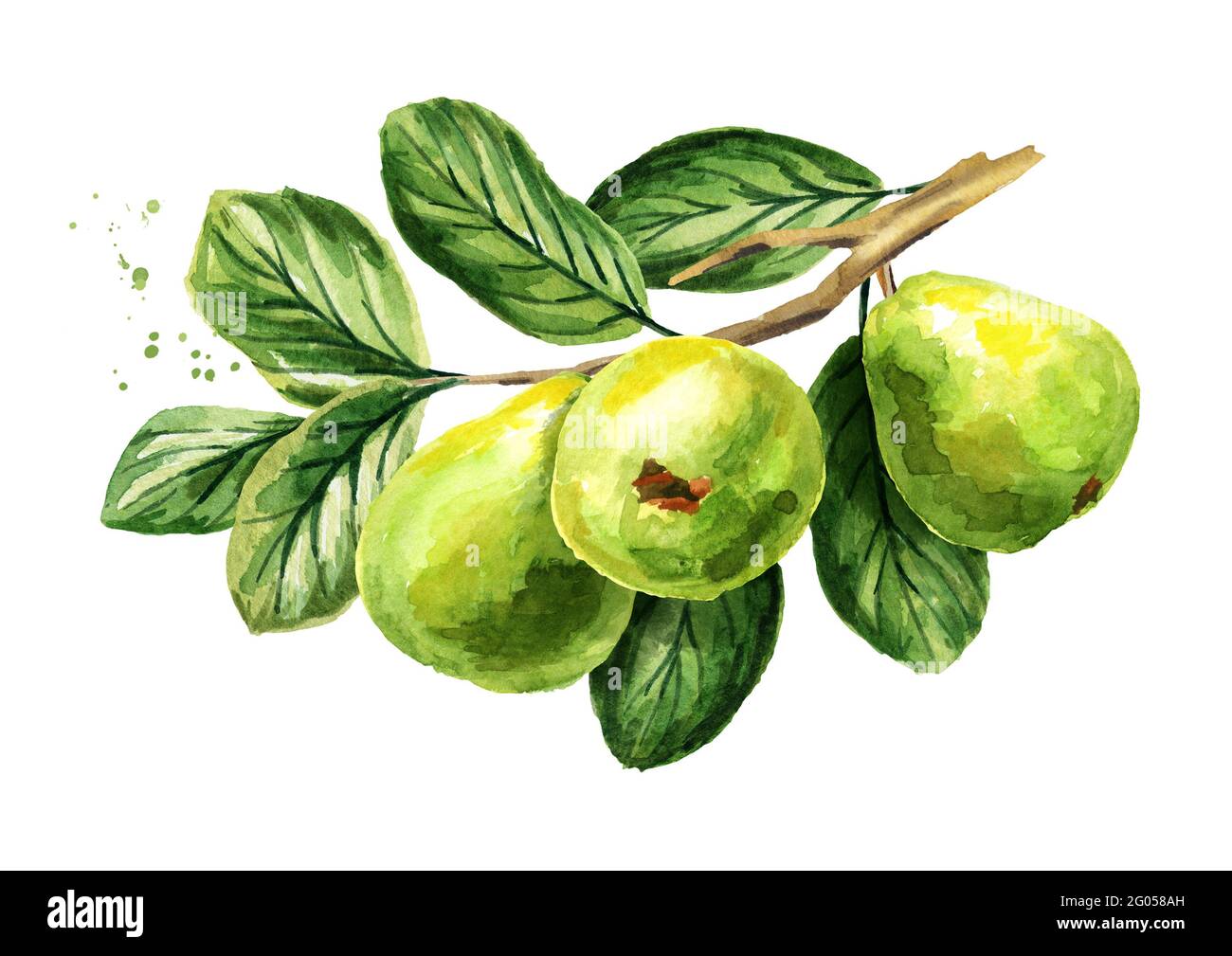 Guava branch hi-res stock photography and images - Alamy