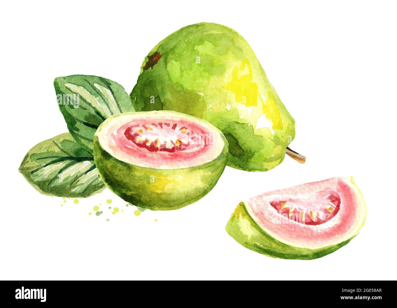 Pink guava fruit with leaves. Watercolor hand drawn illustration ...