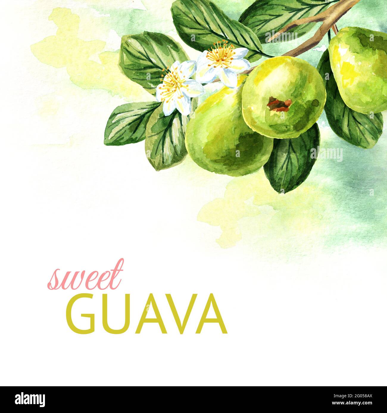 Pink guava background and template. Watercolor hand drawn illustration ...