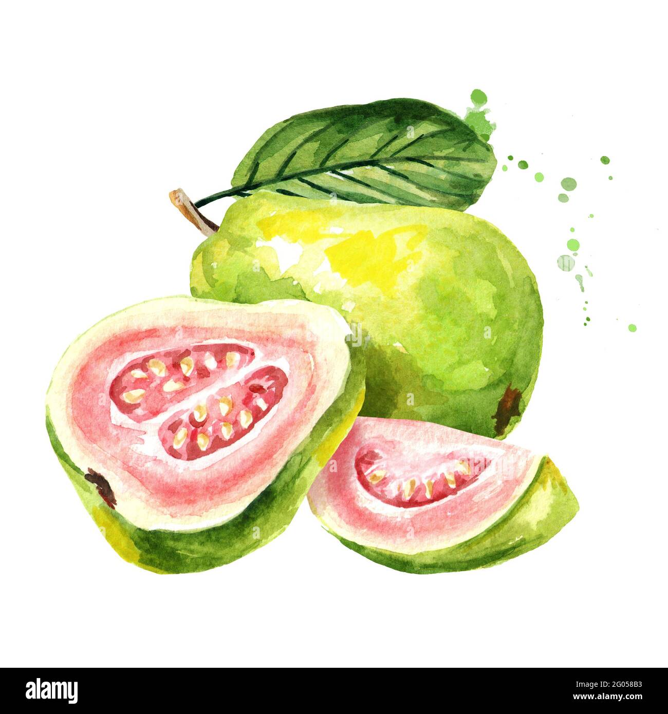 Pink guava fruit. Watercolor hand drawn illustration, isolated on white ...