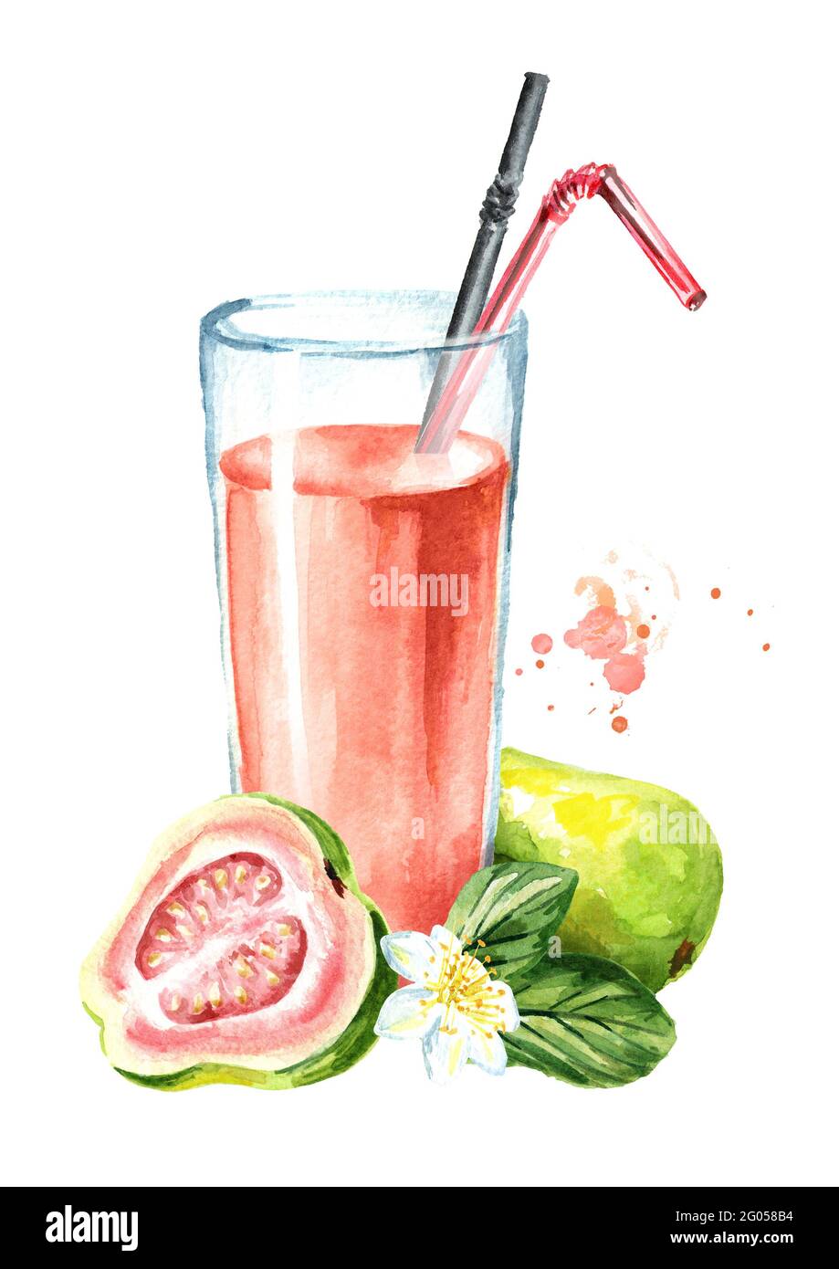 Glass of guava Juice with fresh guava fruits. Watercolor hand drawn ...