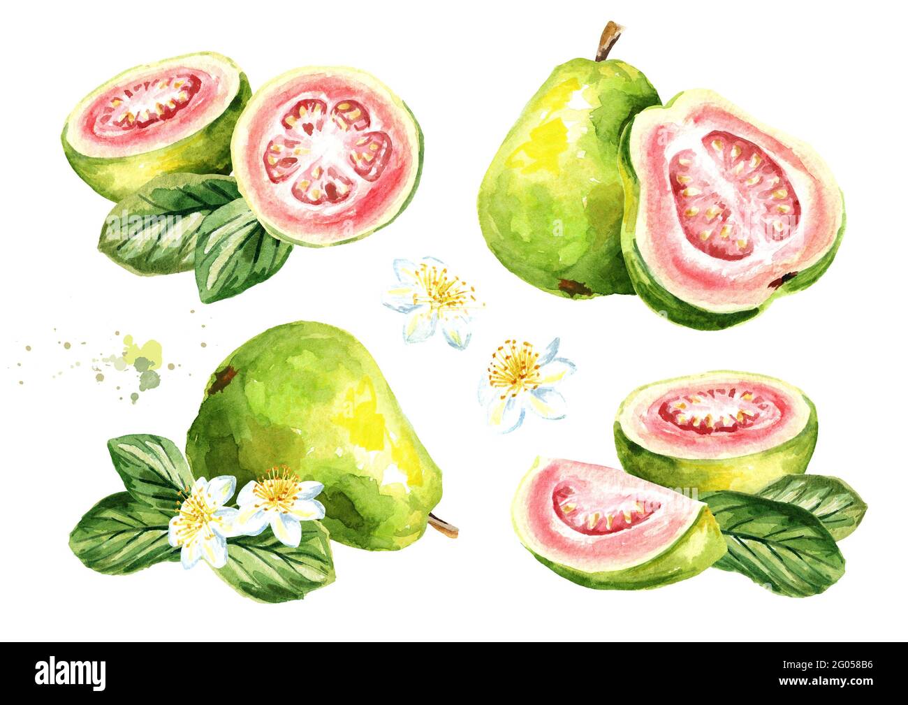Pink guava fruit set. Watercolor hand drawn illustration, isolated on ...