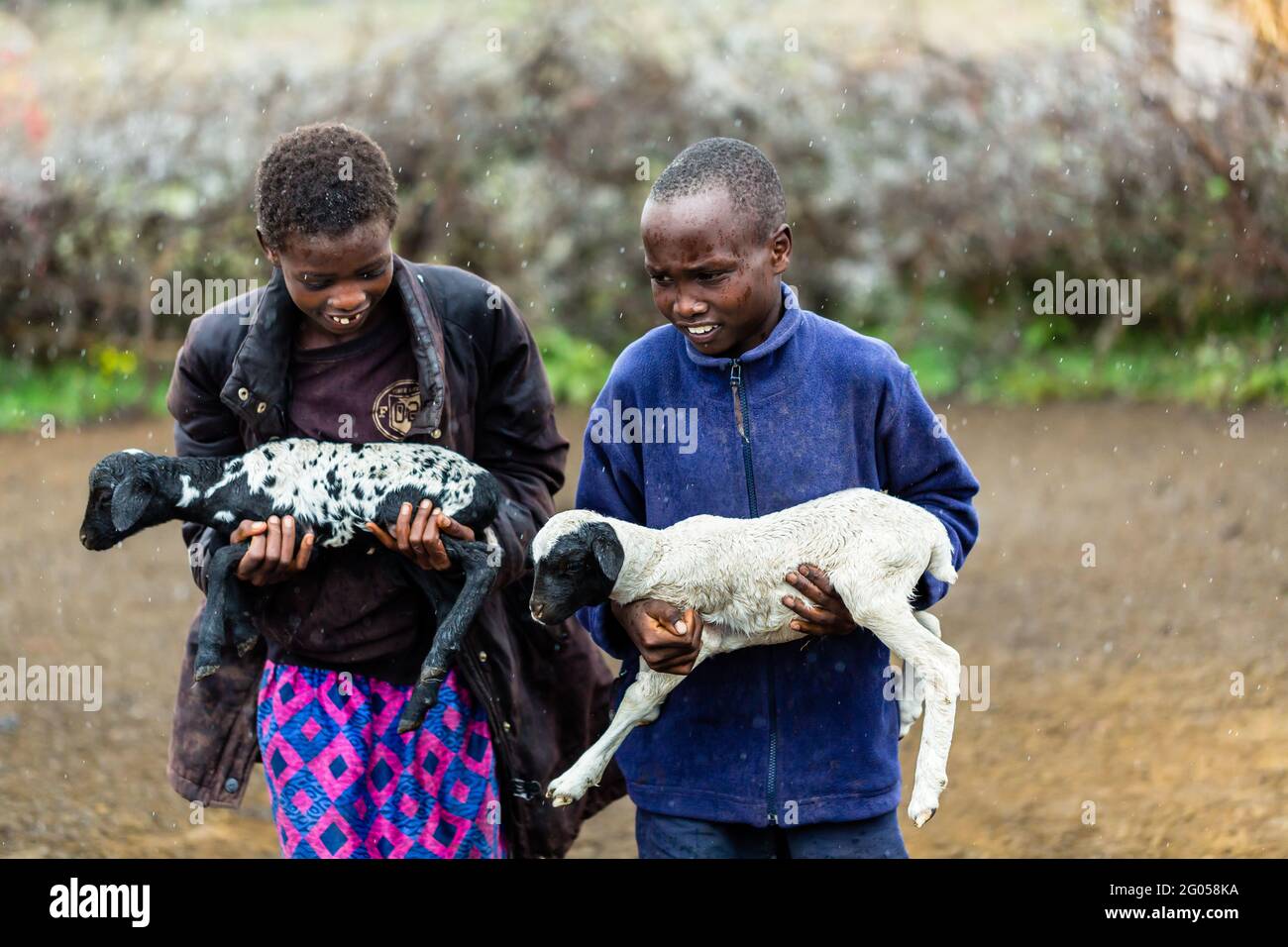 Boy carrying goat hi-res stock photography and images - Alamy