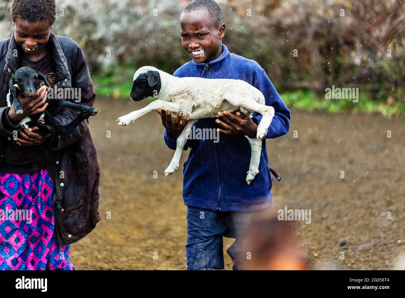 Carrying goats hi-res stock photography and images - Alamy