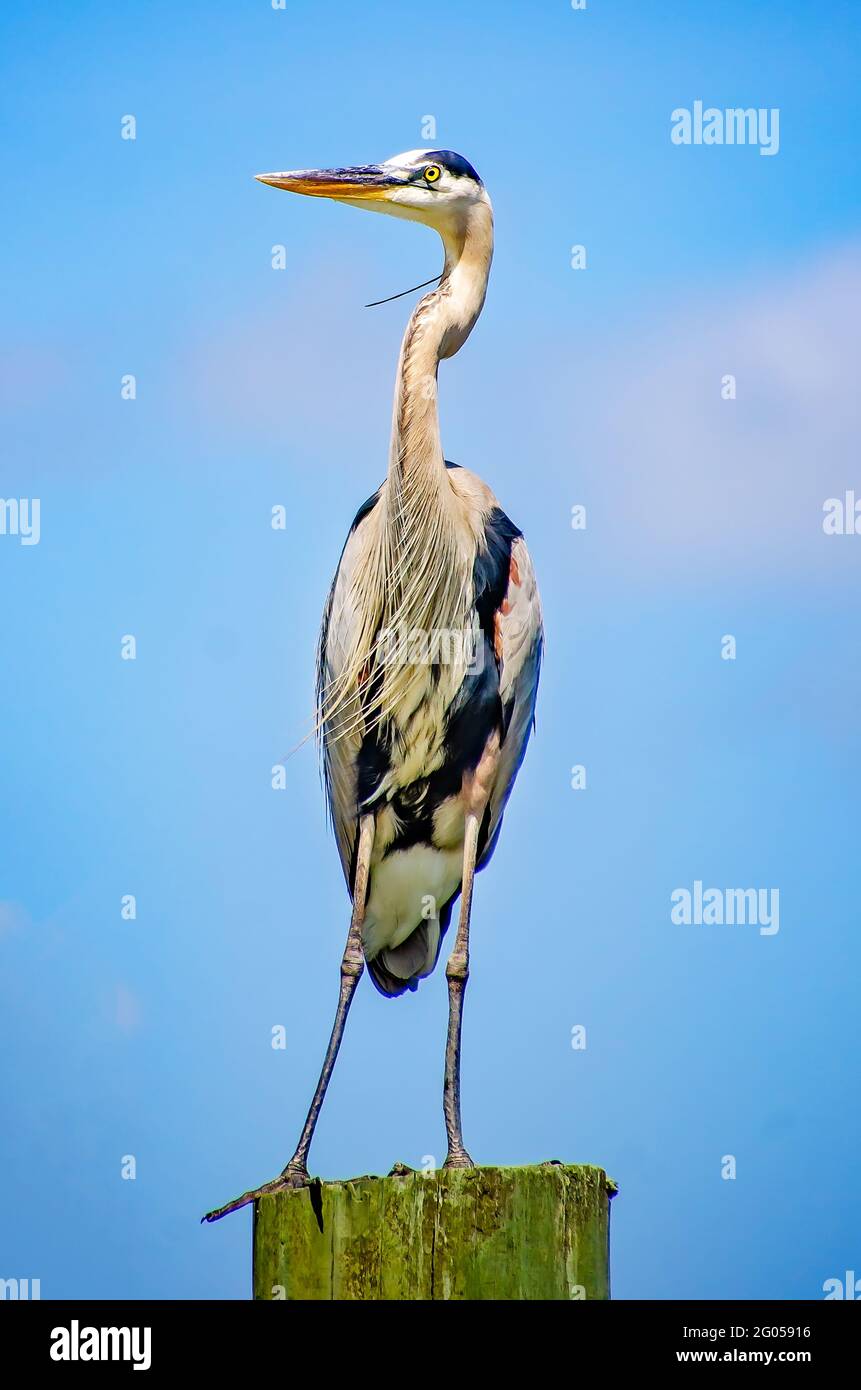 A great blue heron perches on a wharf on the Bon Secour River, May 27 ...