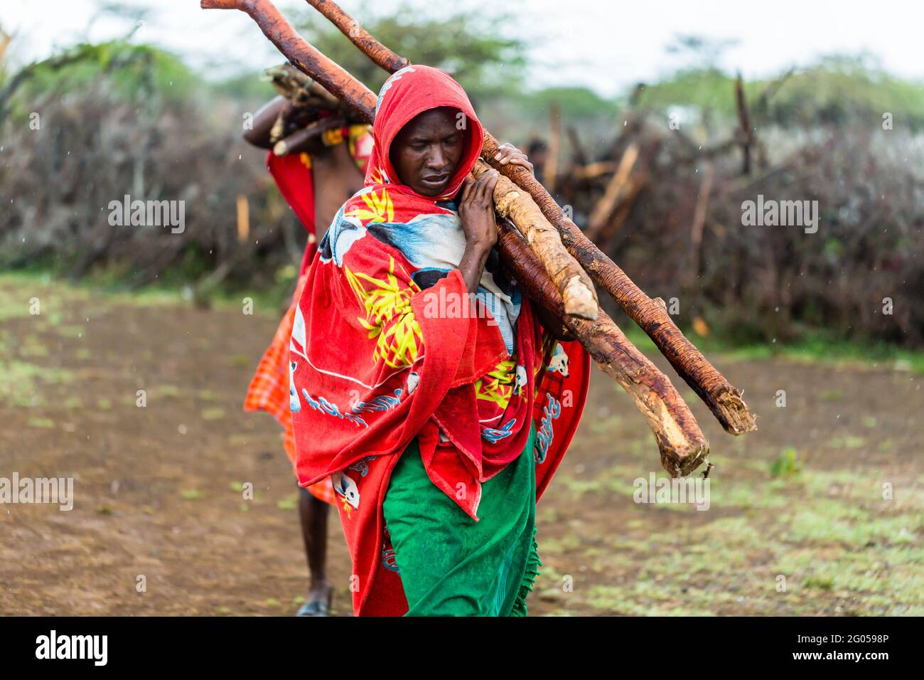 Collecting firewood hi-res stock photography and images - Alamy