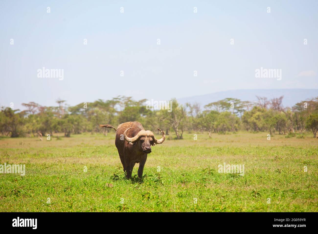 Wildlife scene from Africa nature. African buffalo in green meadow ...