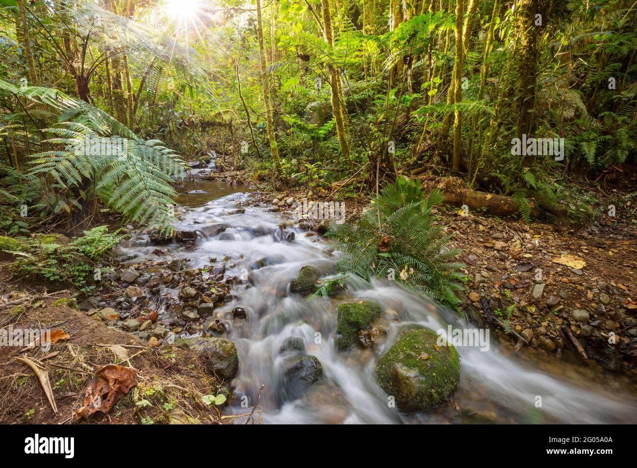 Beautiful stream water flowing down in rain forest. Costa Rica, Central ...