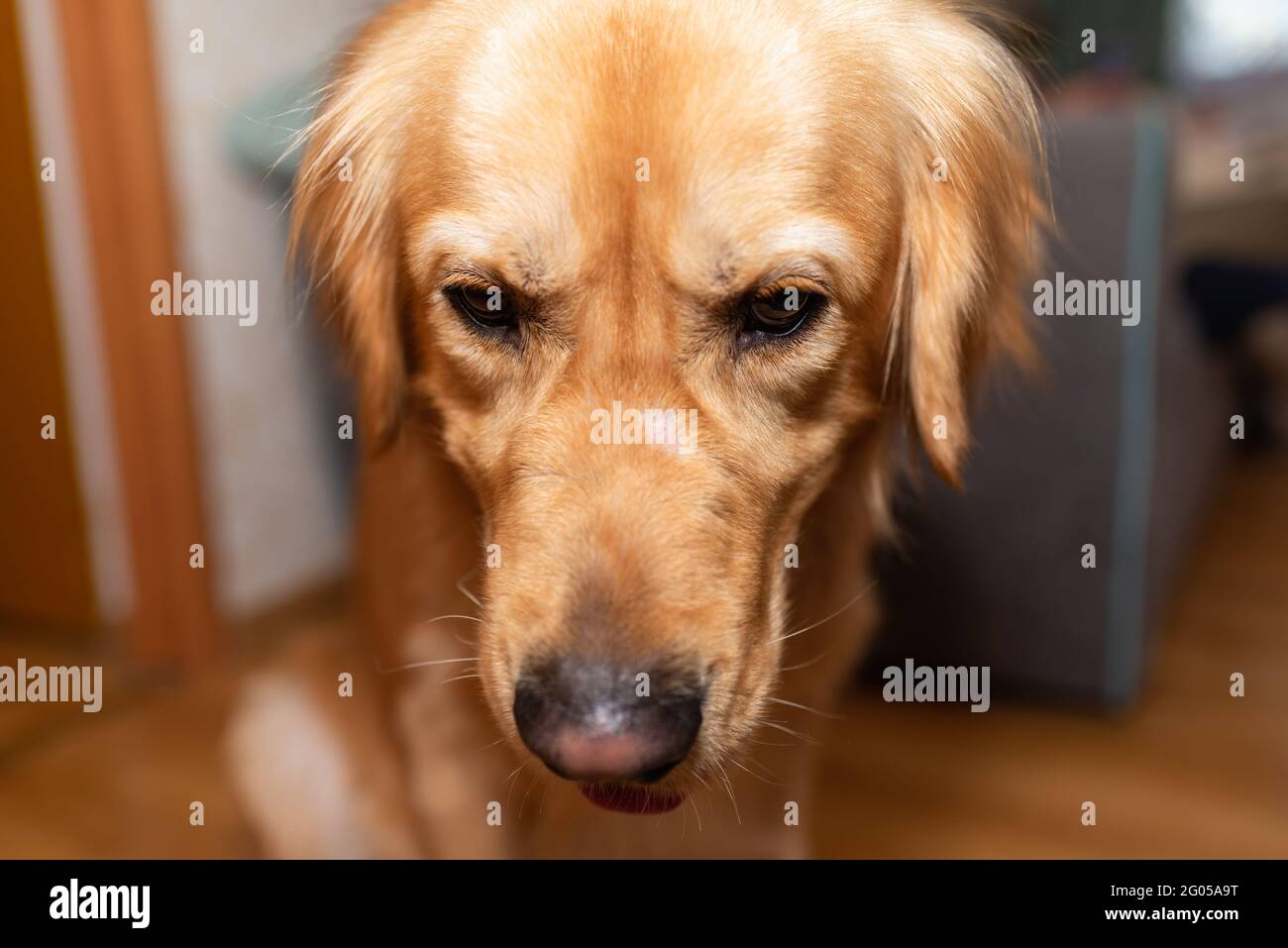 Sad golden retriever hi-res stock photography and images - Alamy