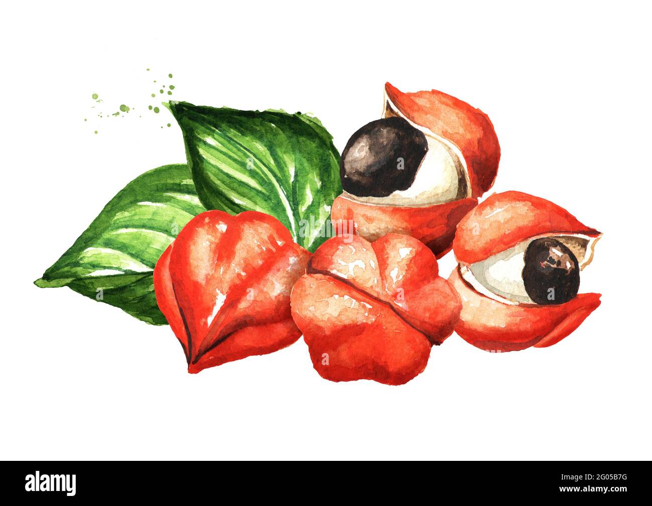 Guarana Super food, Organic healthy dietary supplement, Watercolor hand ...