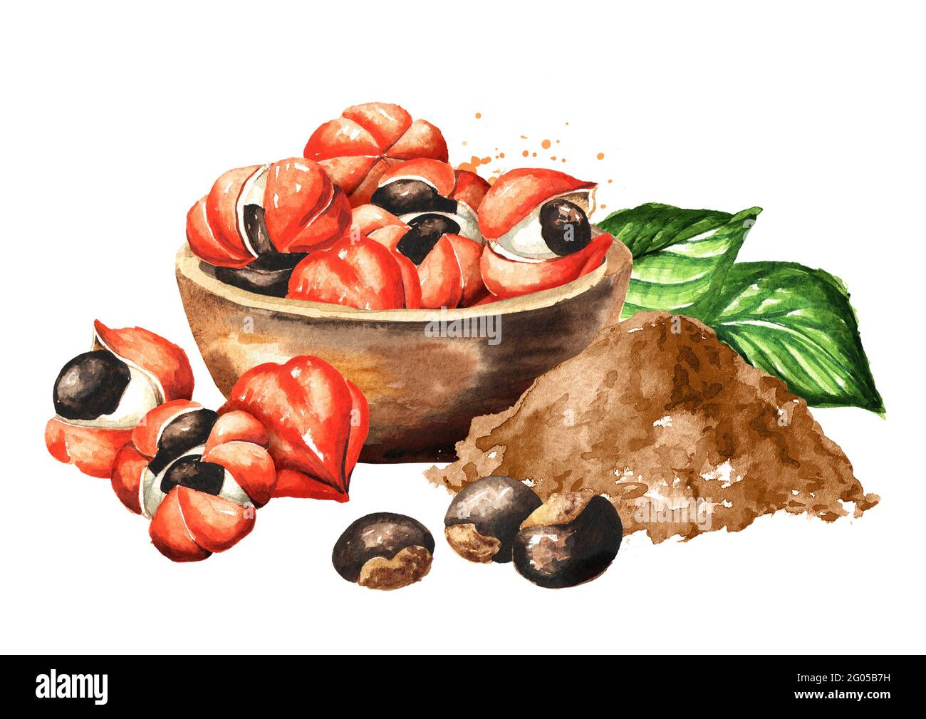 Guarana seeds, berries, powder card. Super food, Organic healthy ...