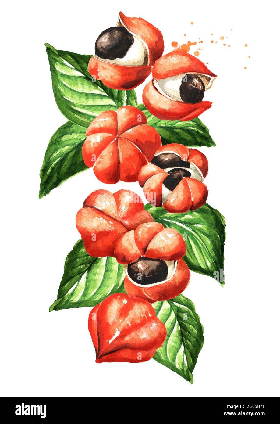 Guarana, Super food, Organic healthy dietary supplement, Watercolor ...