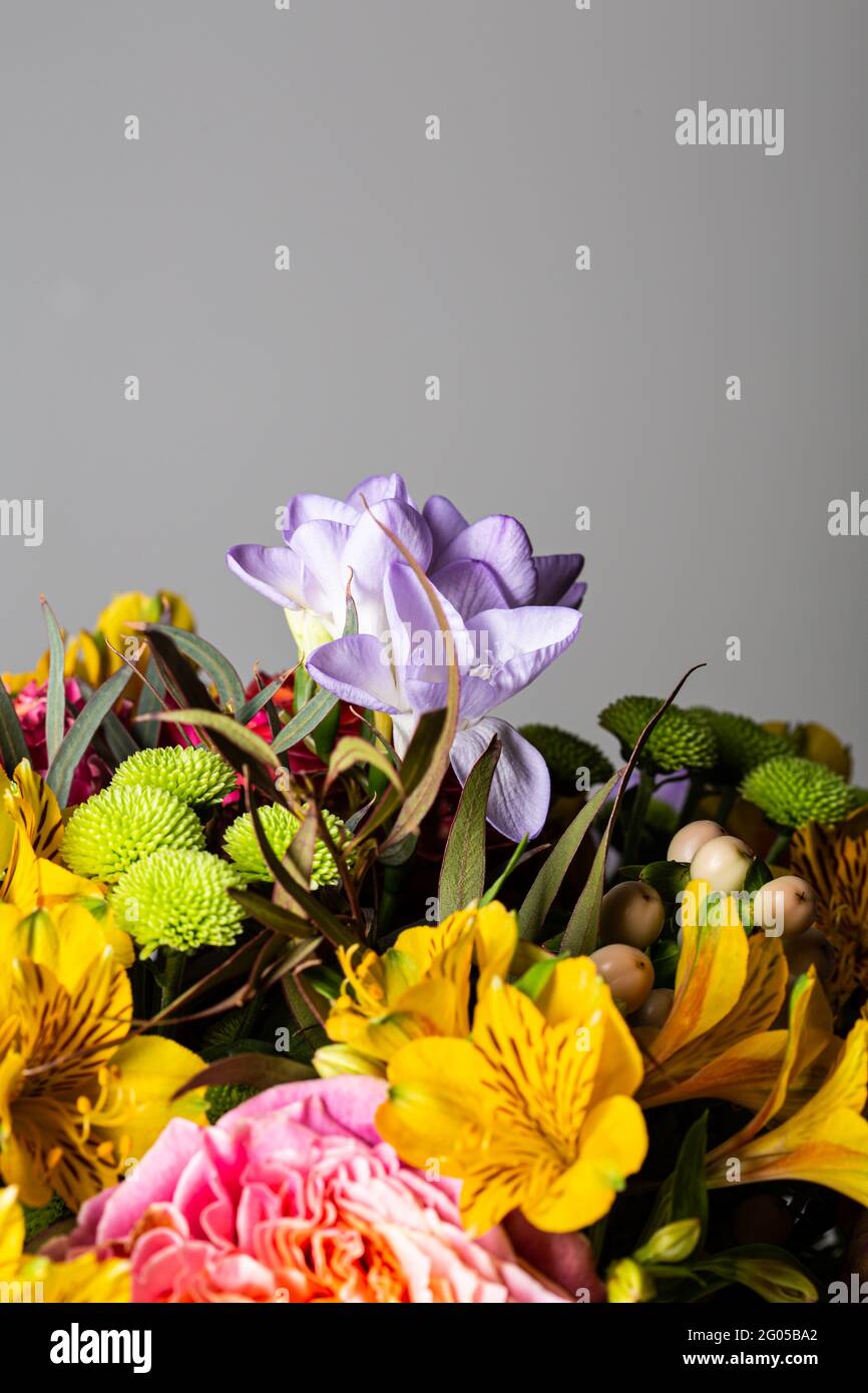 Purple smooth flower in bloom bouquet isolated on a grey background ...
