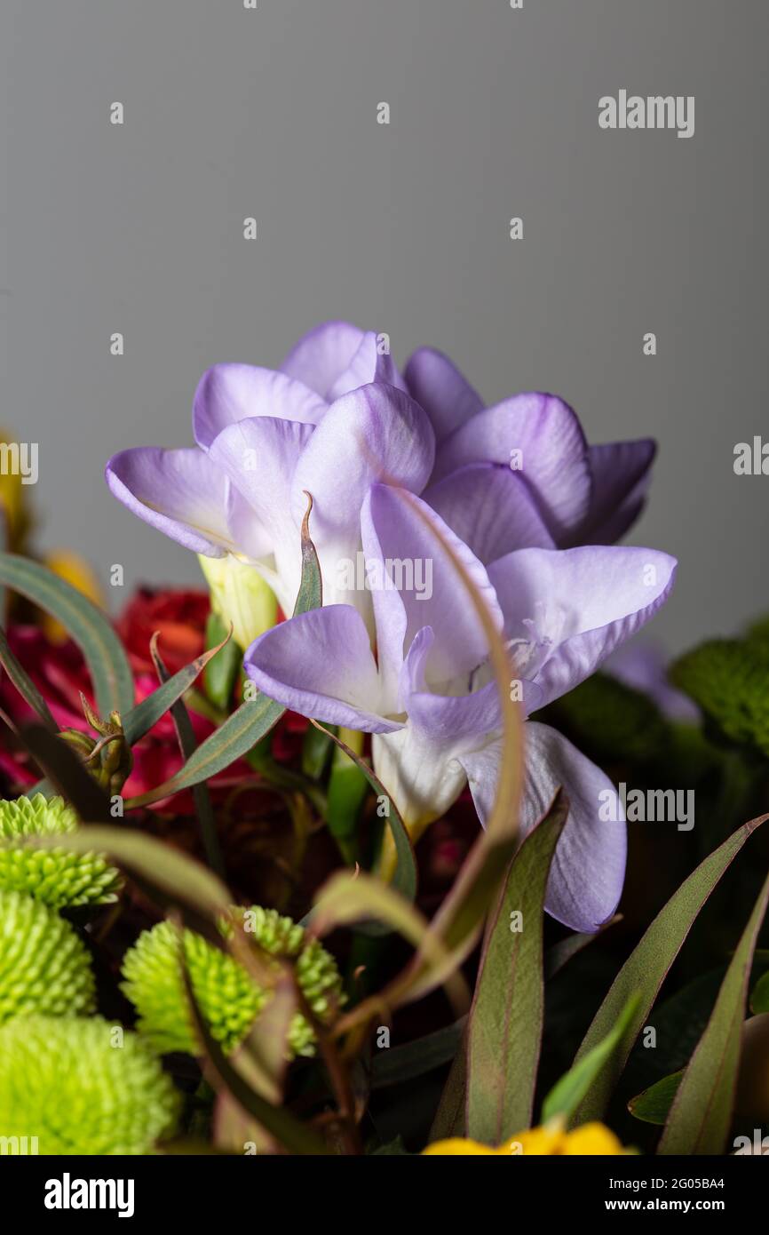 Purple smooth flower in bloom bouquet isolated on a grey background ...