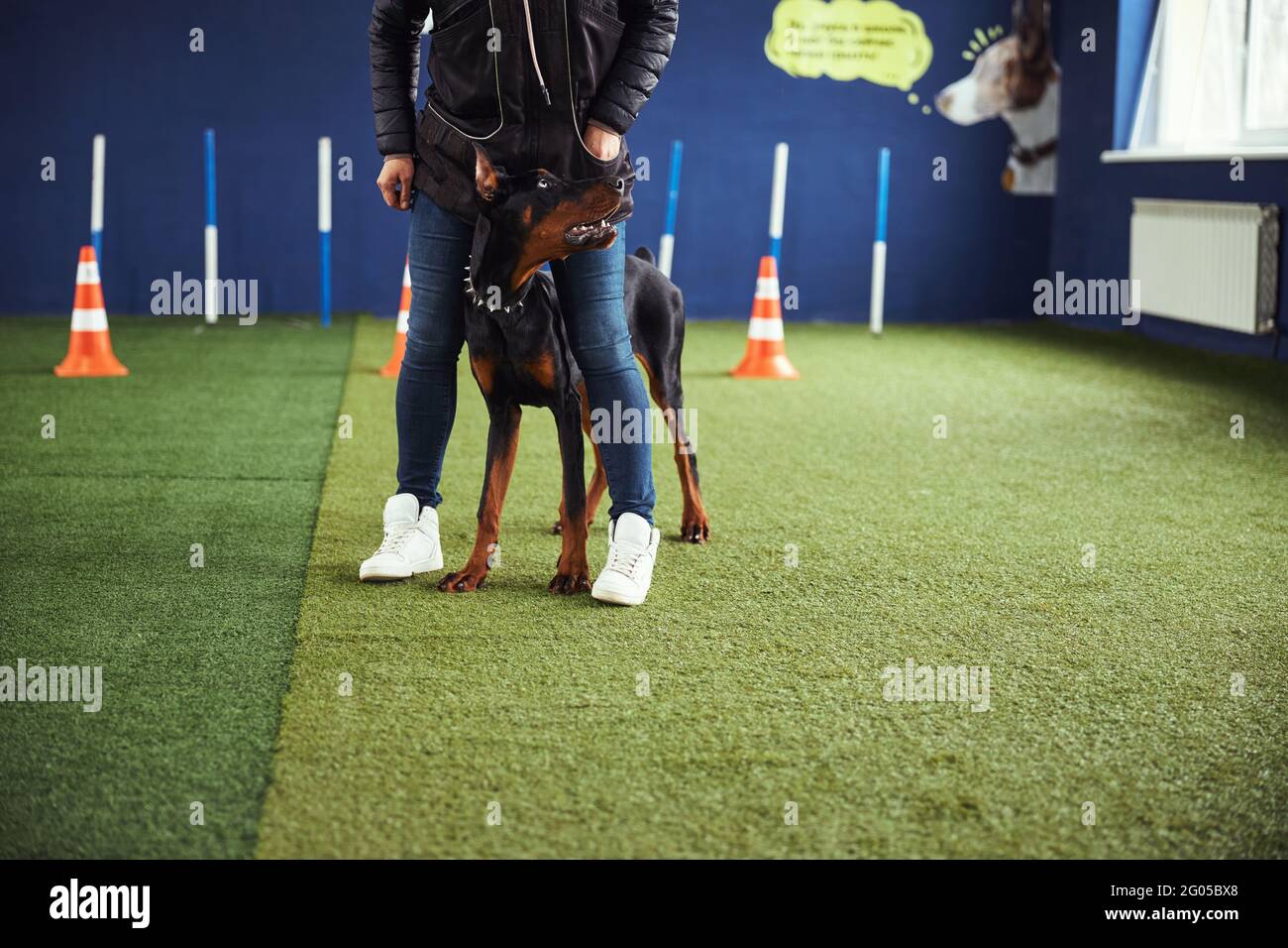 Focused dog listening to a handler command Stock Photo - Alamy