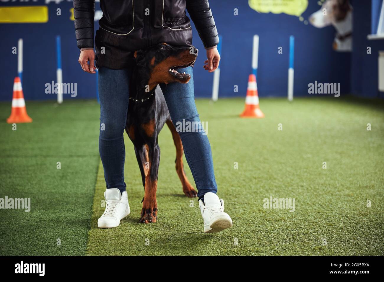 Professional animal trainer dog hi-res stock photography and images - Alamy