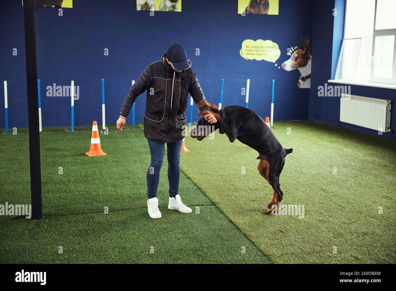 Dog performing the Stand command supported by an instructor Stock Photo ...