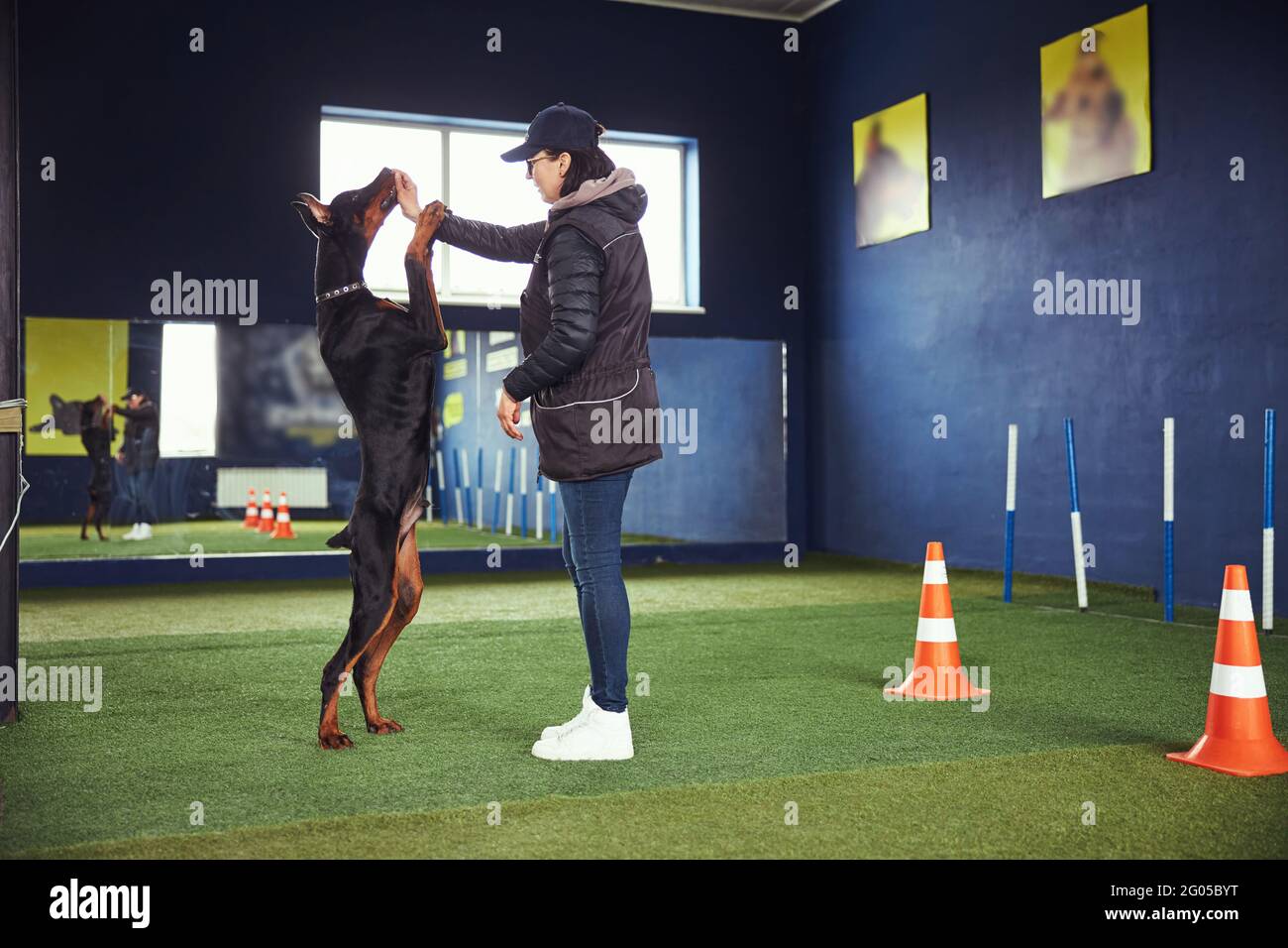 Dog trainer teaching a canine the Stand command Stock Photo - Alamy