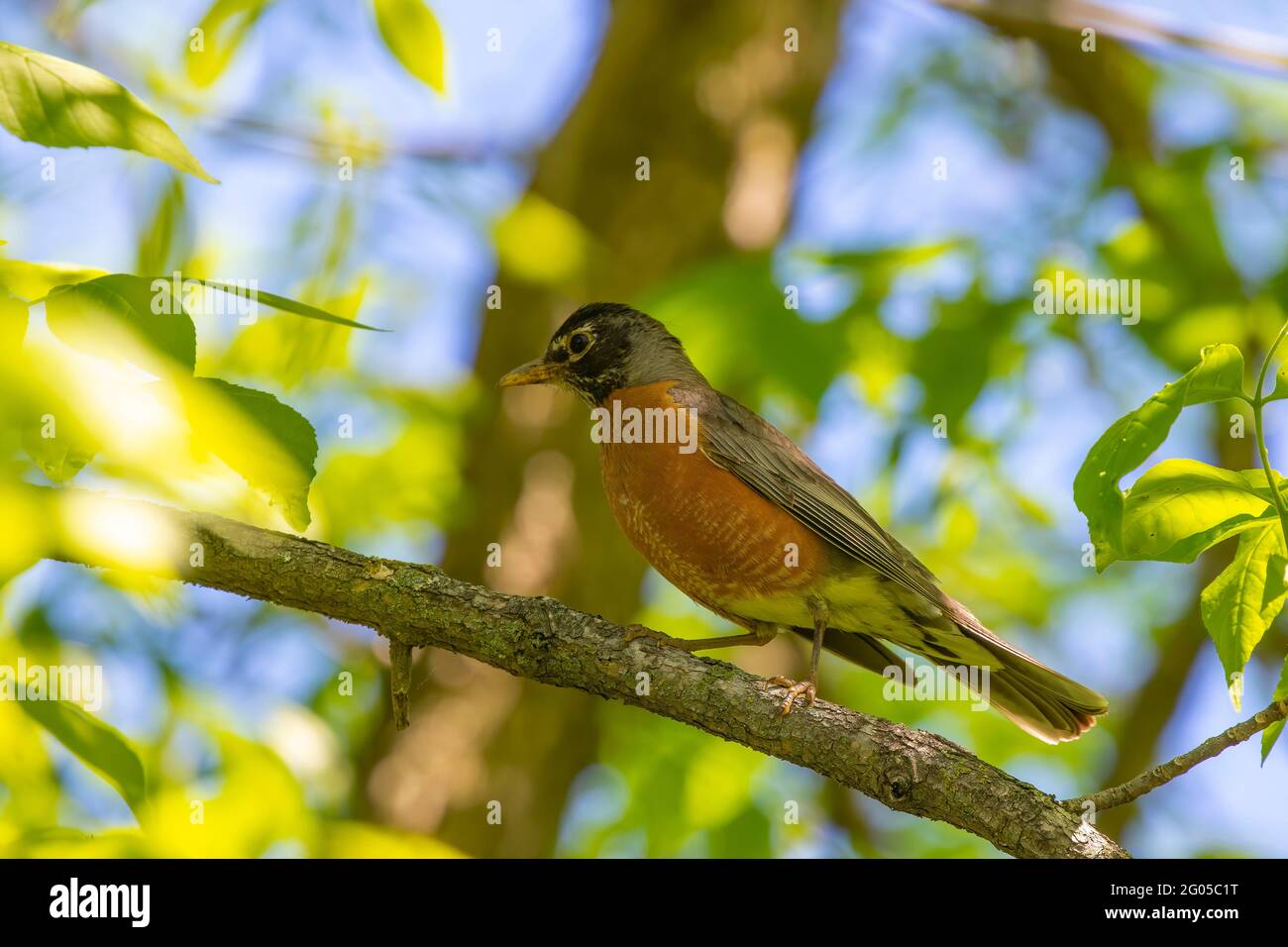 The American robin (Turdus migratorius) is a migratory songbird, state ...