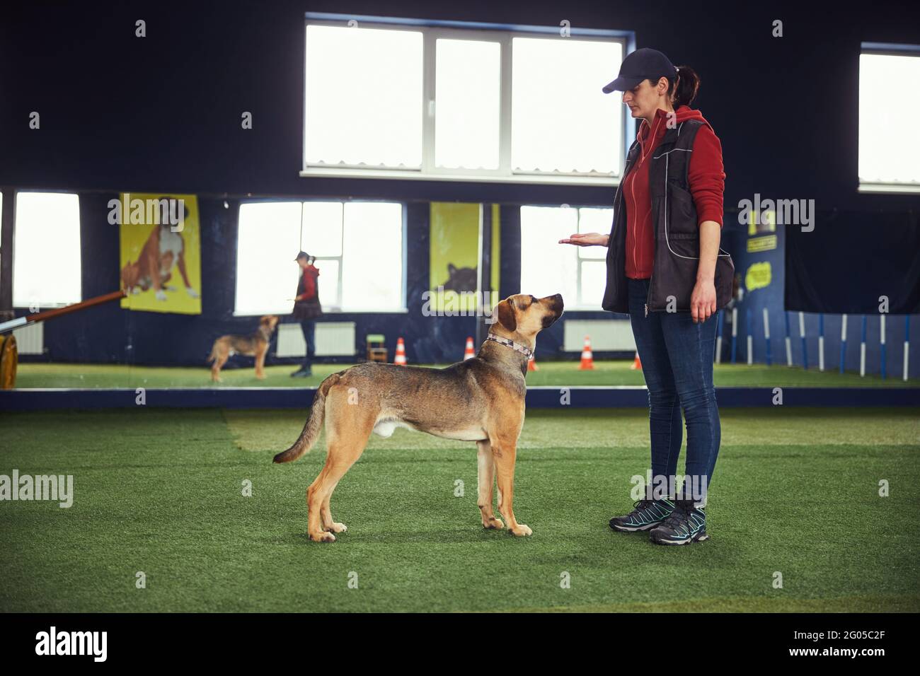 Trainer teaching a dog the Stand command Stock Photo - Alamy