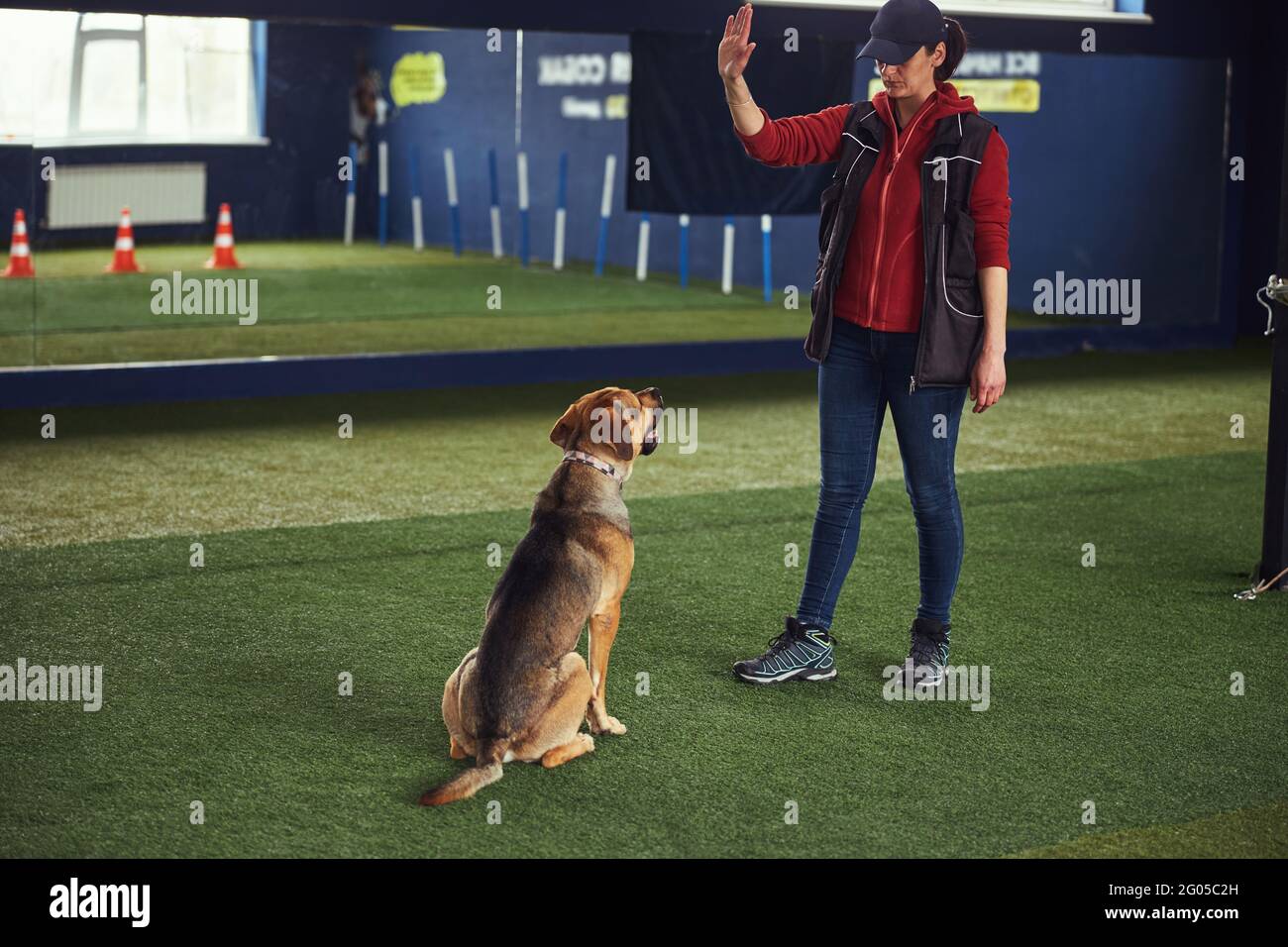 Instructor teaching a dog the Stay command Stock Photo - Alamy