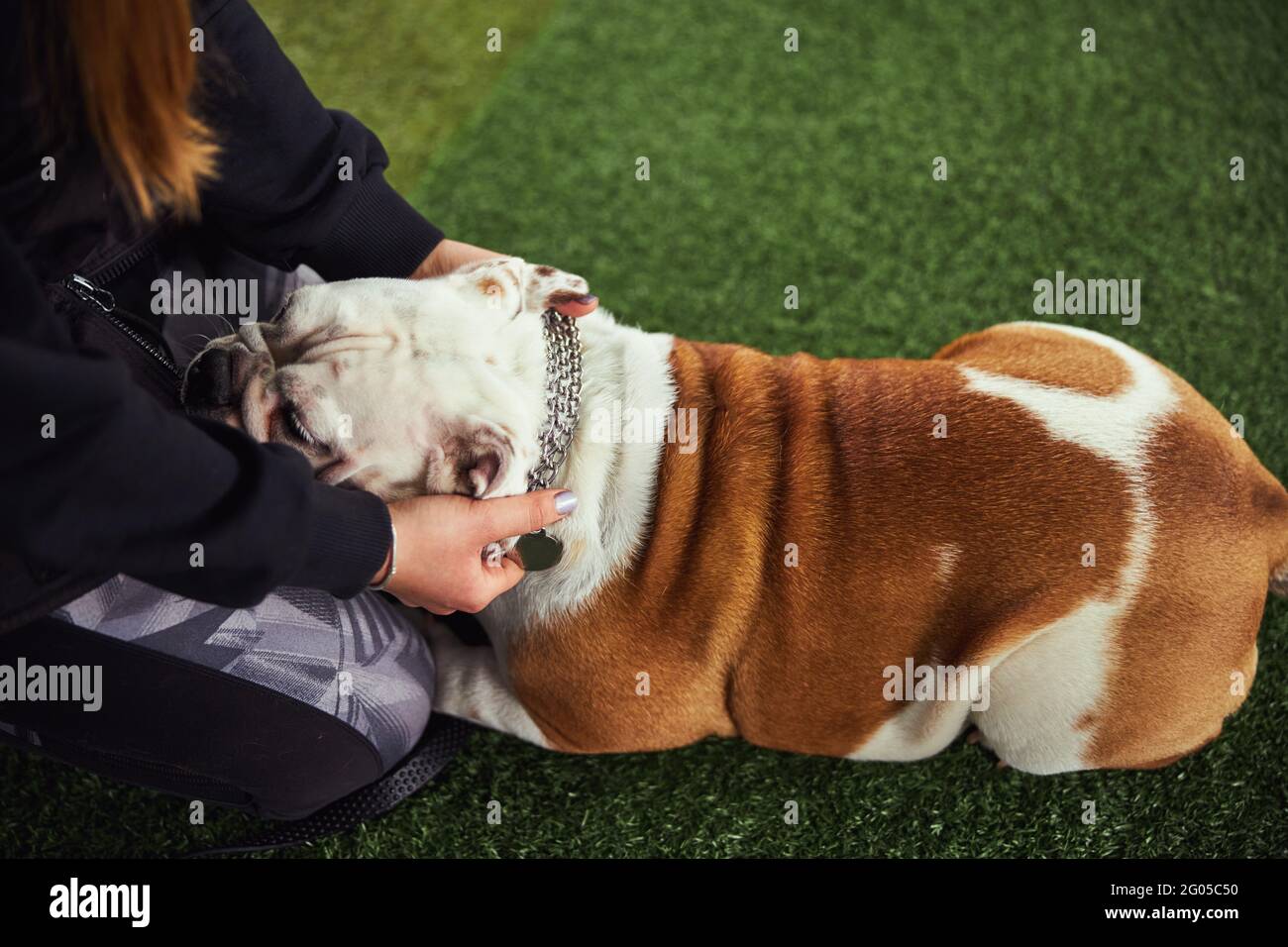 Dog handler teaching a canine the Down command Stock Photo - Alamy