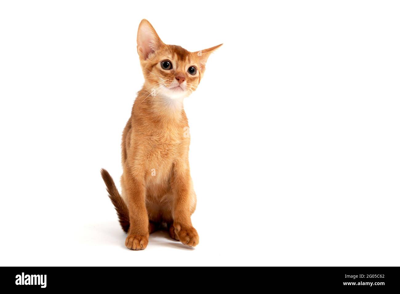 Abyssinian ginger cat sits on a white background Stock Photo - Alamy