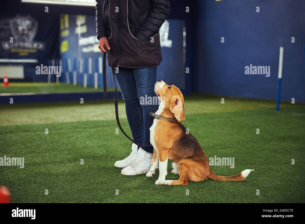 Side view beagle sitting hi-res stock photography and images - Alamy