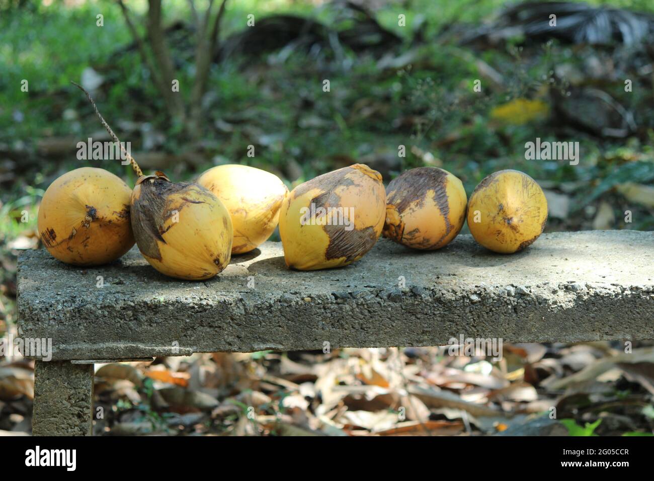 Fruits of King coconut plant with mite disease. native to Sri Lanka ...