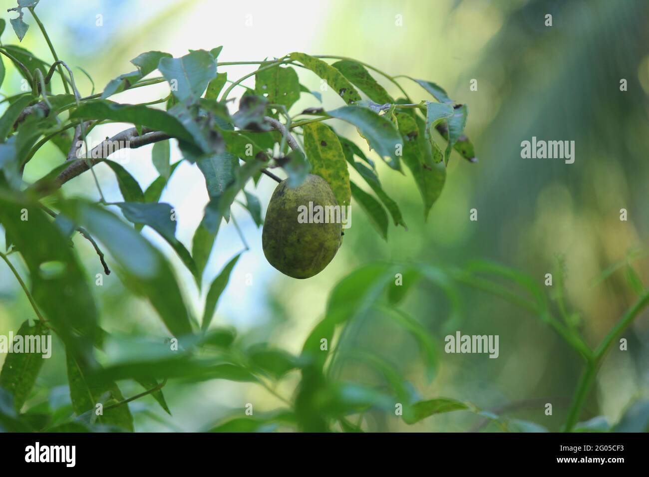 Spondias dulcis, known commonly as ambarella in Sri Lanka or June plum ...