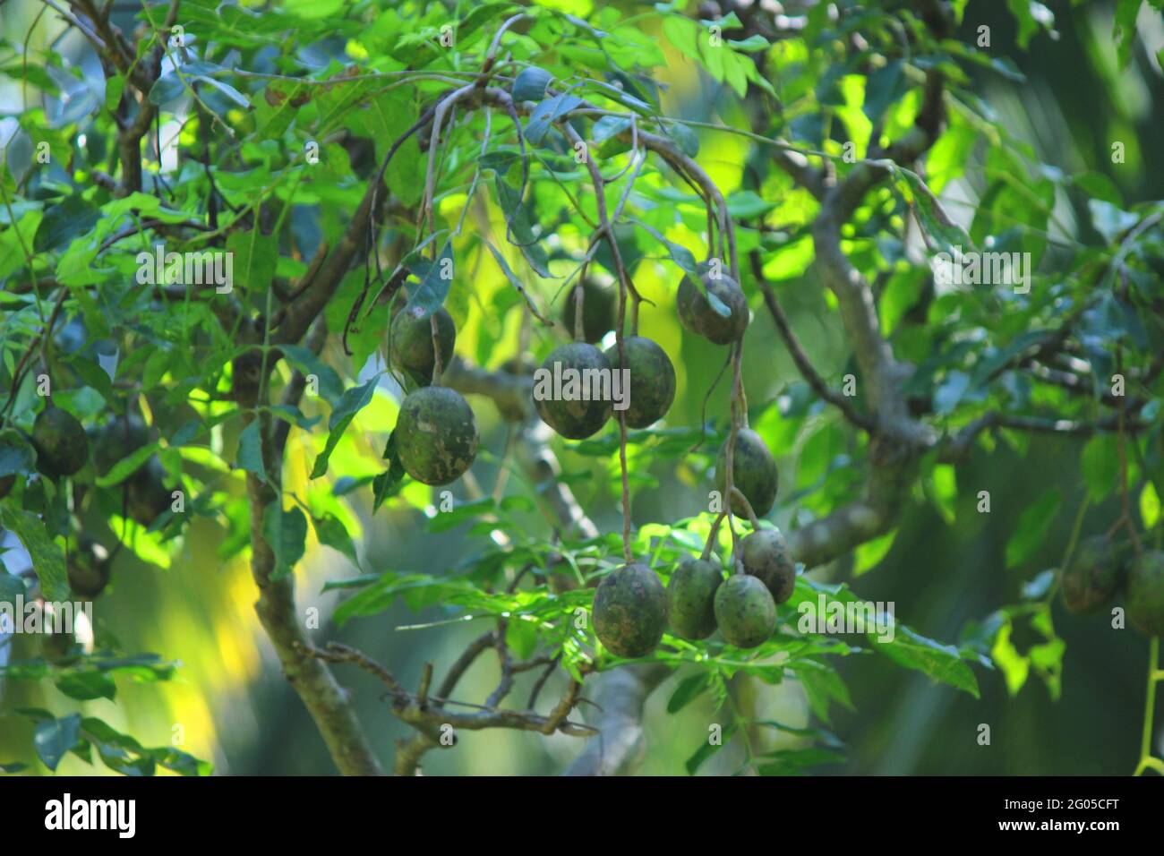 Spondias dulcis, known commonly as ambarella in Sri Lanka or June plum ...