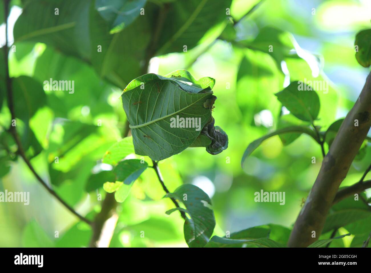 weaver ants nest on the tree. Weaver ants live in trees (they are ...