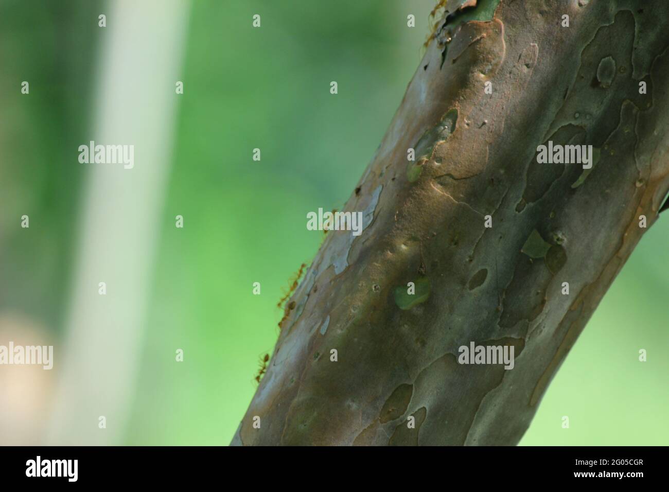 Guava plant hi-res stock photography and images - Alamy