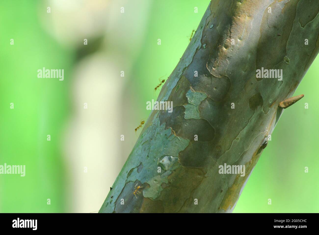 Stem part of guava plant, brown trunk with white patches Stock Photo ...