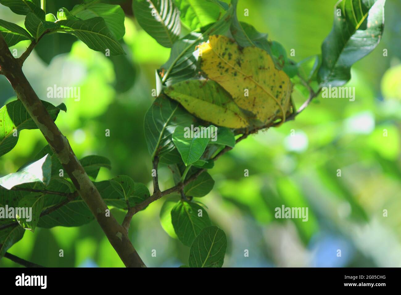 weaver ants nest on the tree. Weaver ants live in trees (they are ...